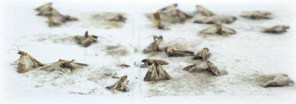 Are Pantry Moths Harmful? Health Risks from Larvae or Adults Explained
