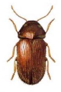 Are Pantry Bugs Harmful if Eaten? Learn How to get rid of Each